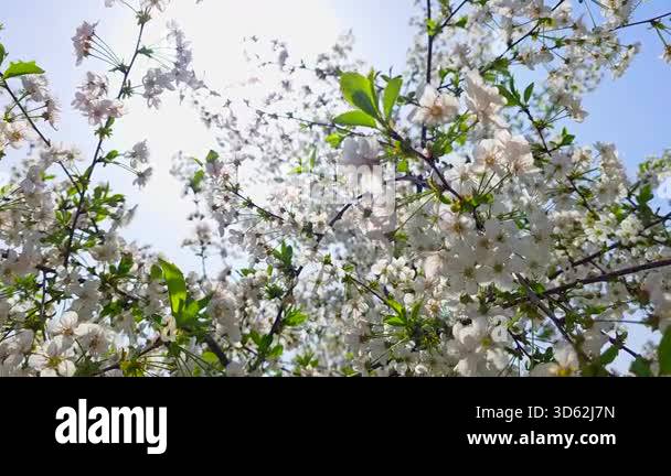 blooming cherry tree on blue sky background at sunny spring day, low ...