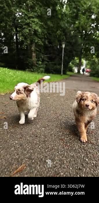 Brown and white dog is walking on a sidewalk. The dog is looking at the ...