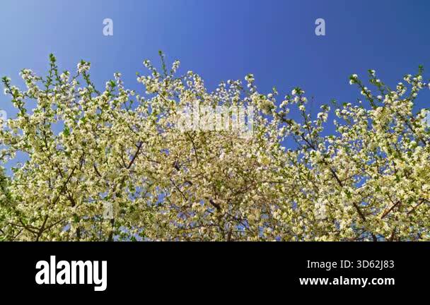 bees pollinating blooming cherry tree on blue sky background at sunny ...