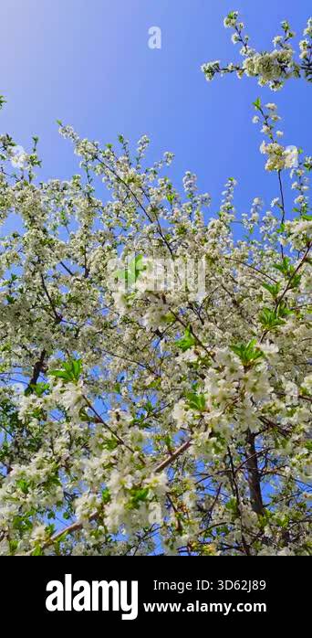 bees pollinating blooming cherry tree on blue sky background at sunny ...