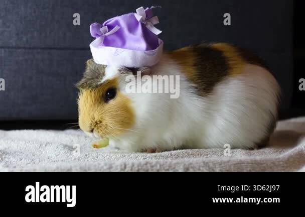 Cute guinea pig with purple cap eating lettuce on towel. Funny animal ...