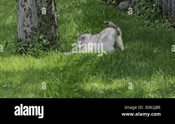 white domestic cat hunts mouse at backyard lawn during sunny summer day ...