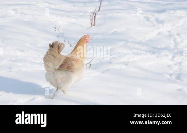 Chicken roams freely on snow-covered ground, surrounded by dry ...