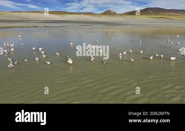 Aerial view of a flock of flamingos gracefully wading in the calm ...
