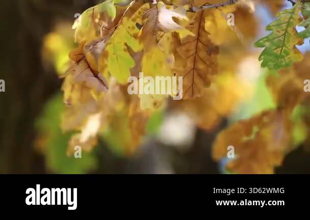 . Close-up video of oak leaves changing color from green to yellow ...