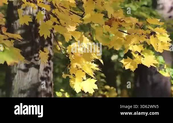 Maple tree branches with golden leaves moving softly in breeze ...