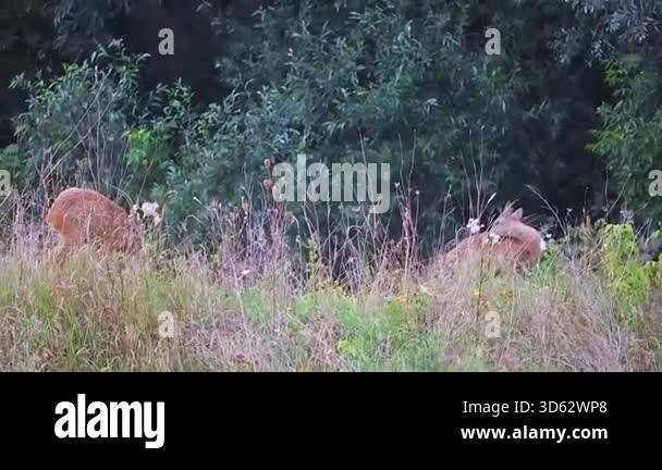 Natural scene of two roe deer standing in tall grass. Grazing ...
