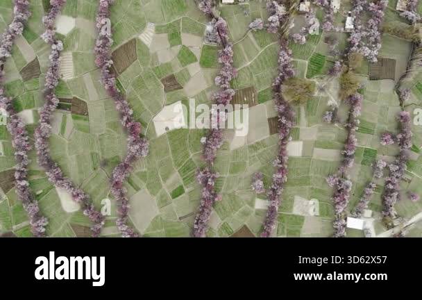 Aerial View of Rural Pakistan: Pink Flowering Trees Amidst Green Fields ...
