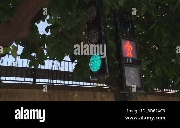 city working traffic lights on the background of the sky and trees ...