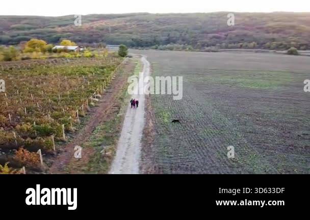 Three friends are walking with dog in nature at sunset. A drone view ...
