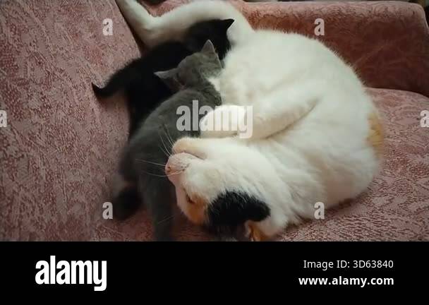 A calico cat lovingly nurses her two kittens, creating a heartwarming ...