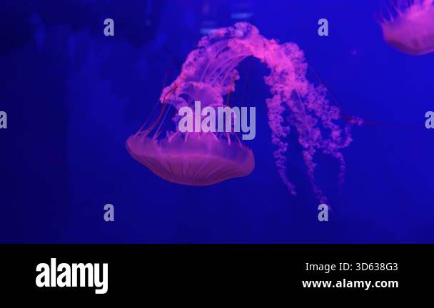 Group of pink jellyfish drifting in deep blue water. Their translucent ...