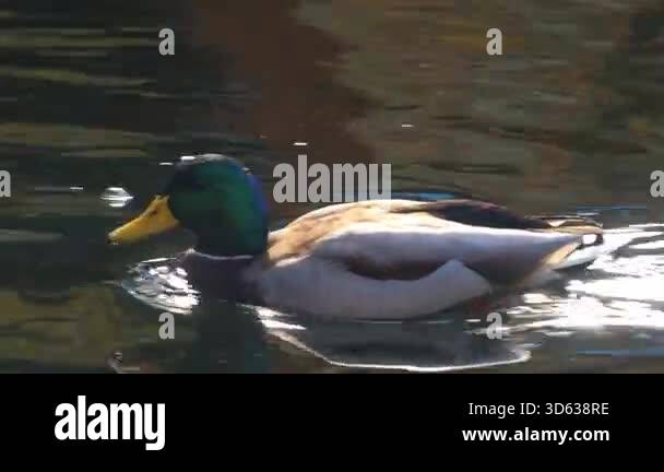 A male duck, with its iridescent green head and bright yellow beak ...