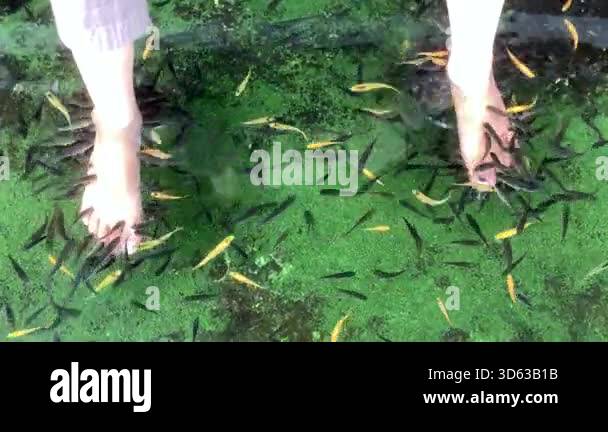 A fish spa pedicure Rufa Garra treatment, known as ichthyotherapy or ...