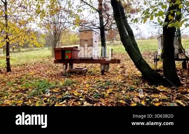 all-wood pine wood hives connected by a serrated joint. roof of ...