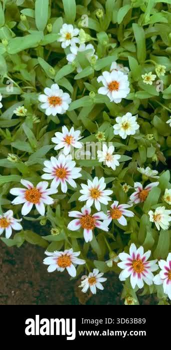 4K close up video of white cutter flowers blooming beautifully in a ...