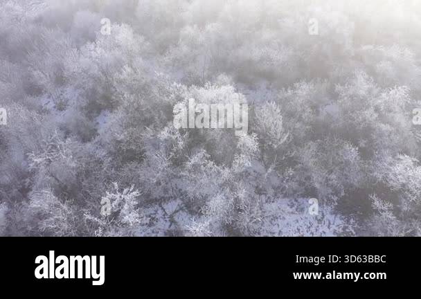 Flying over frosty bushes and forest in winter in a cloudy misty day ...