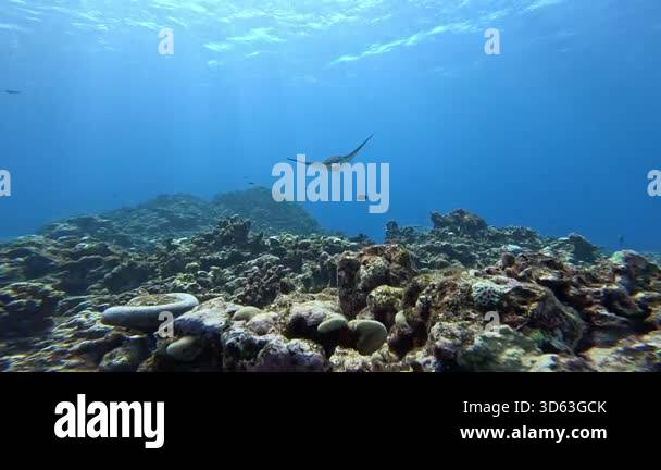 Eagle Ray Gliding Over Vibrant Coral Reef in Blue Ocean Water Stock ...