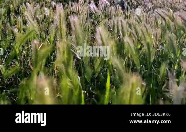 A close-up slow motion video of tall green grass swaying gently in the ...