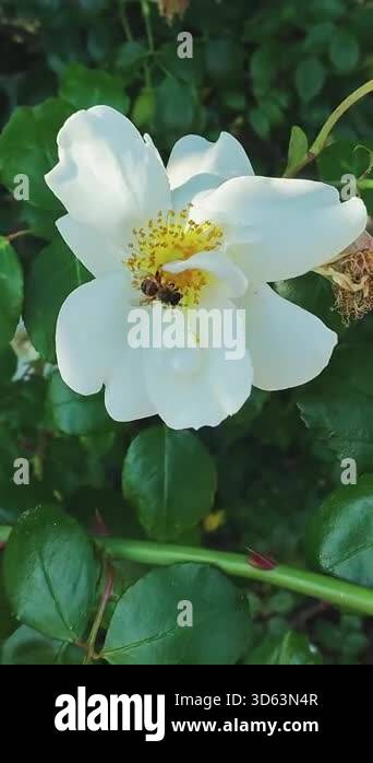 High angle closeup shot vertical video showing a bee pollinating a ...