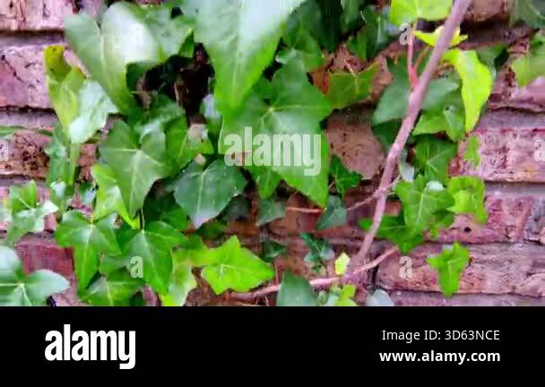 Close-up shot with handheld camera performing a tilt-up movement to ...
