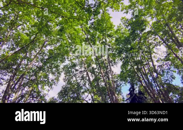 A low-angle shot with a panning movement captures the treetops against ...