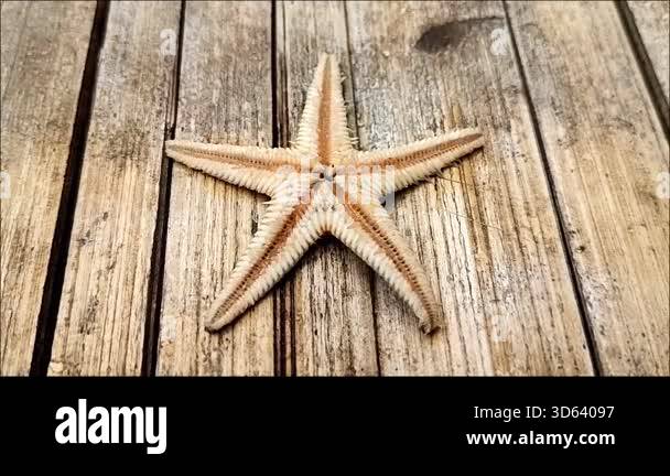Maritime still life starfish Stock Videos & Footage - HD and 4K Video ...