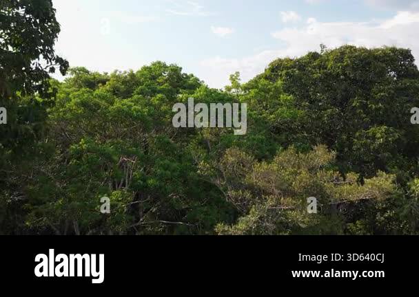 Aerial view of Amazon rainforest canopy flying over jungle treetops ...