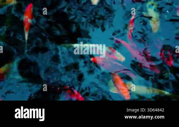 Many carp fish swim in the colorful ponds Stock Video Footage - Alamy