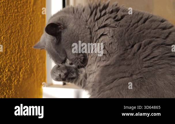 A fluffy gray British Shorthair cat grooming itself. The cat has a ...