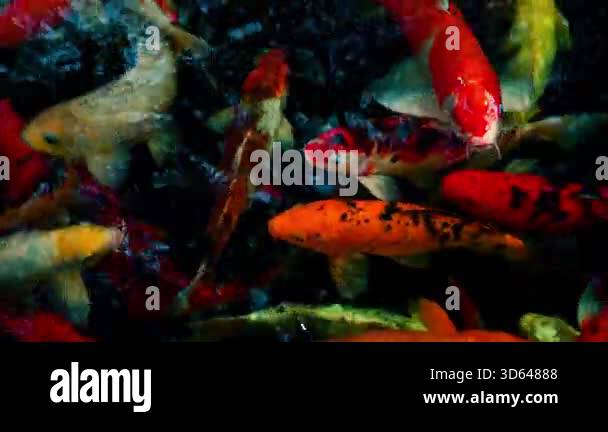 Many carp fish swim in the colorful ponds Stock Video Footage - Alamy