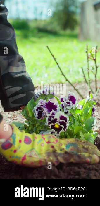 close-up hands planting purple pansies in rich soil, wearing patterned ...