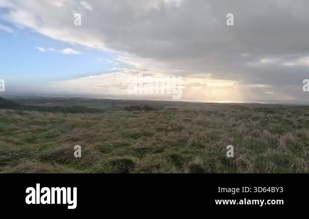 Fife birds Stock Videos & Footage - HD and 4K Video Clips - Alamy
