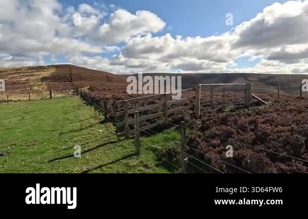 Hillwalker traversing upland moorland paths in the Lammermuir Hills of ...