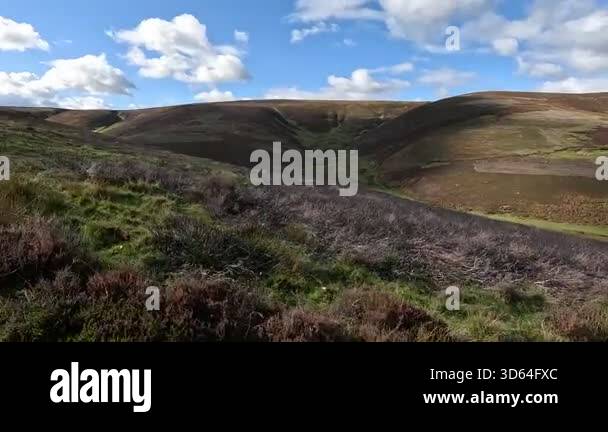 Hillwalker traversing upland moorland paths in the Lammermuir Hills of ...