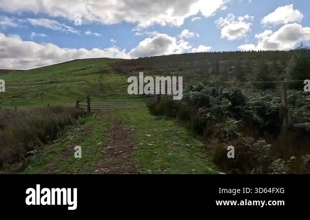 Hillwalker traversing upland moorland paths in the Lammermuir Hills of ...