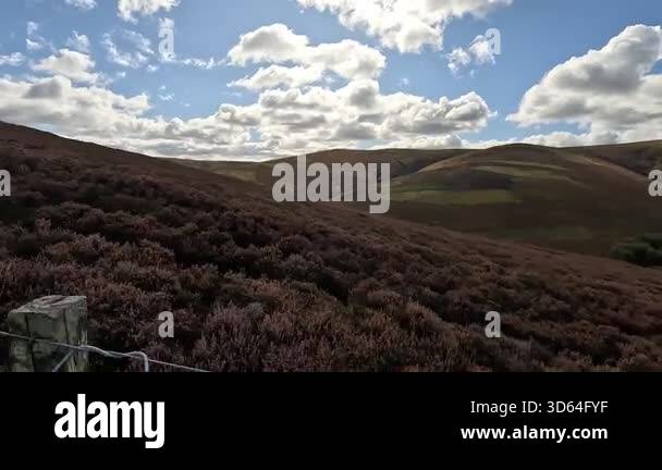 Hillwalker traversing upland moorland paths in the Lammermuir Hills of ...