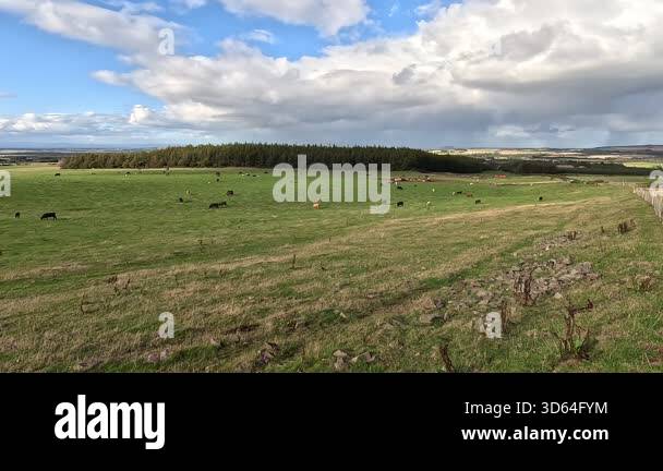 Hillwalker traversing upland moorland paths in the Lammermuir Hills of ...