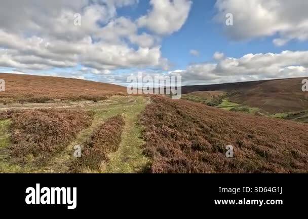 Hillwalker traversing upland moorland paths in the Lammermuir Hills of ...