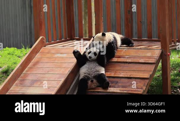 Two young Giant Pandas playing on a wooden ramp or stairs in an ...