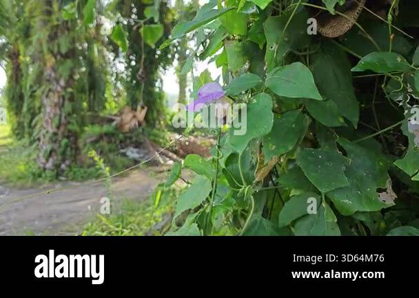 wild creeping violet spurred butterfly pea flower vine clinging among ...