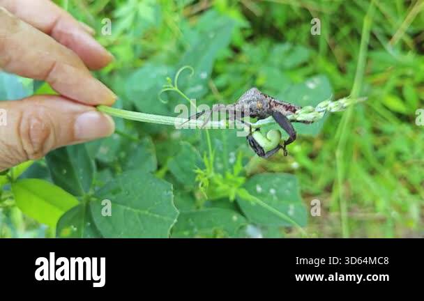 Coreid leaf footed bugs climbing on the creeping weed plant Stock Video ...