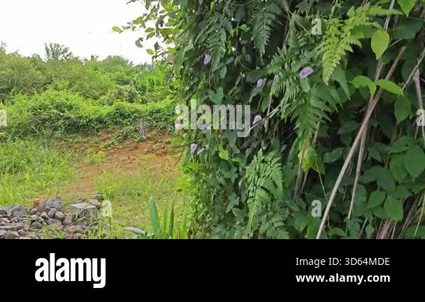 wild creeping violet spurred butterfly pea flower vine clinging among ...