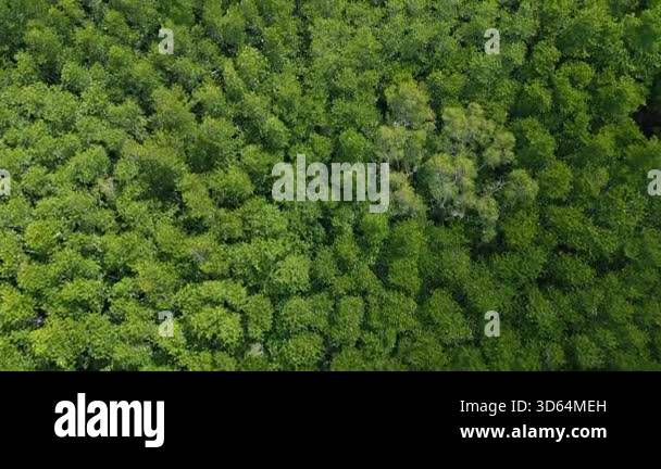 Aerial View of Tropical Forest Nature. Amazing Mangrove Green Forest in ...