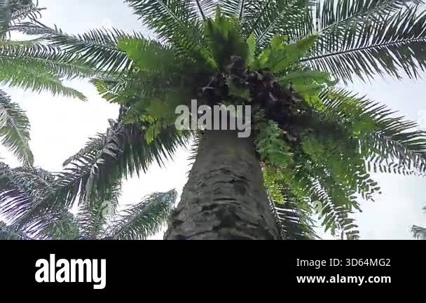 looking above the oil palm tree trunk of a sprouting the wild bird's ...