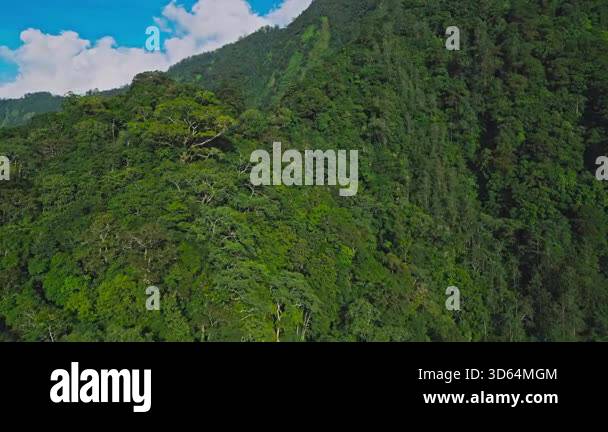Aerial Drone View at Green Forest Trees on Beautiful Mountains of Asia ...