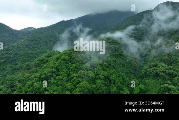 Dense green mountain rainforest with mist and low clouds Stock Video ...