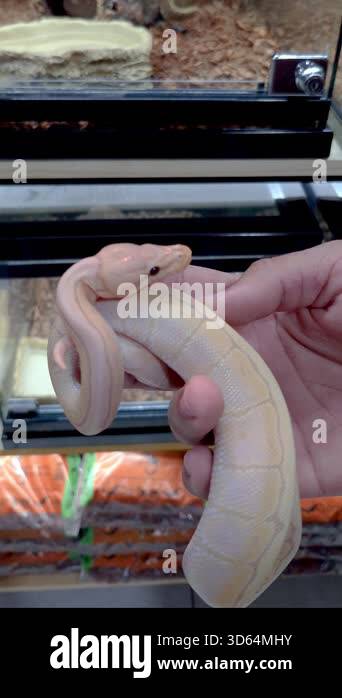 Python pit Stock Videos & Footage - HD and 4K Video Clips - Alamy