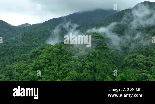 A dense, lush green mountain rainforest shrouded in low-hanging mist ...