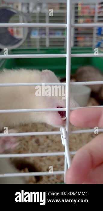 A ferret inside the cage playing and biting a human hand Stock Video ...